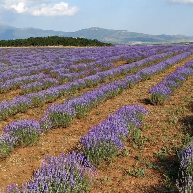 Τα προϊόντα μας - Vorras Herbs & Oils
